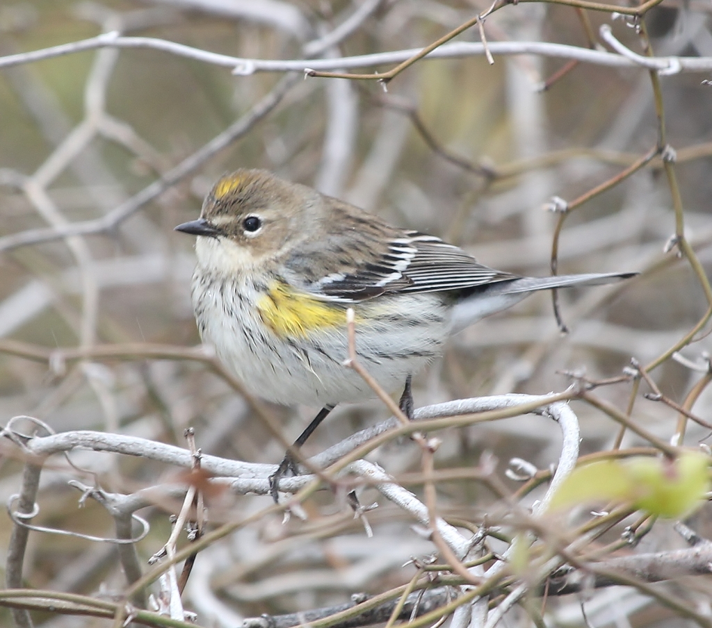 Yellow-rumped Warbler from Fort Inge, Texas, United States on January ...