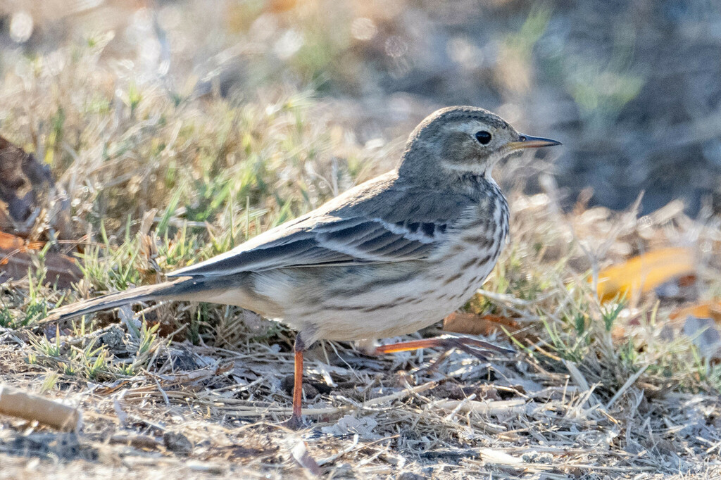 American Pipit from Ramona, CA 92065, USA on January 15, 2025 at 09:36 ...