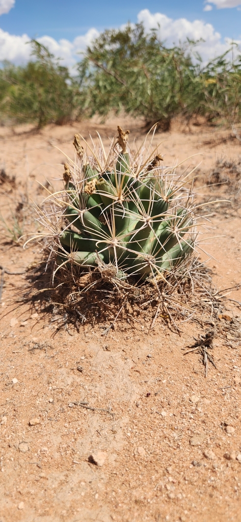 Long-tubercled Cory Cactus in August 2024 by Will W · iNaturalist