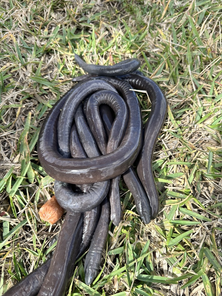 Rubber Eel from SW 107th St, Pinecrest, FL, US on January 31, 2025 at ...