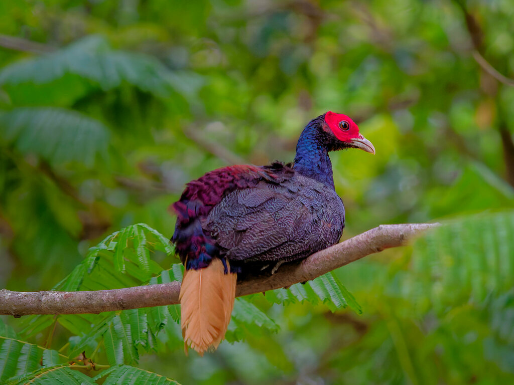 Malayan Crestless Fireback from Jalan Universiti, 11700 Gelugor, Pulau ...