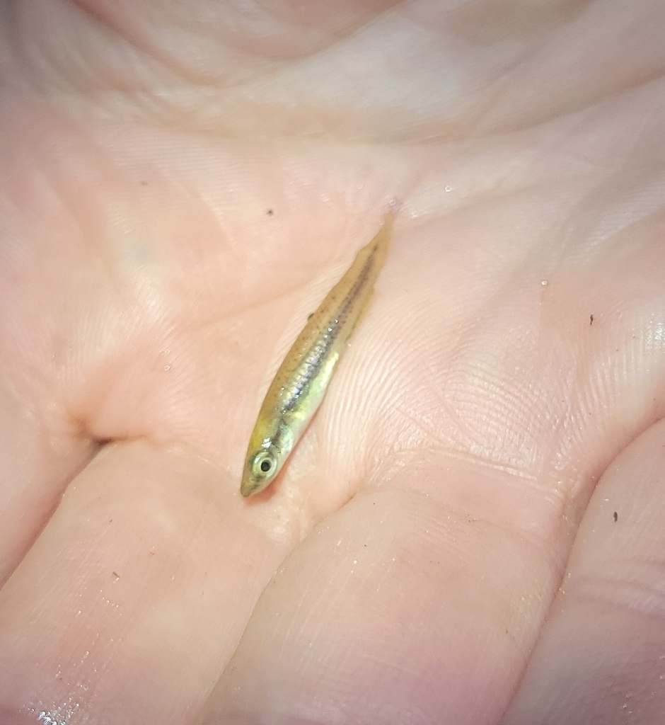 Blackspotted Topminnow from Havana, AL 35474, USA on January 31, 2025 ...
