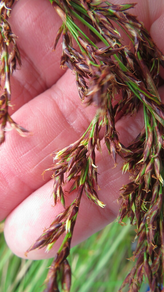 Jointed twig rush from Rawhitiroa, New Zealand on November 01, 2024 at ...