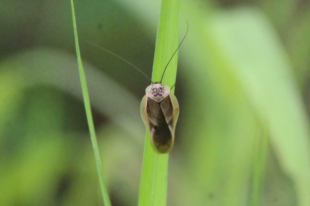 Giant Cockroaches from Mangochi, Malawi on January 24, 2025 at 09:30 AM ...