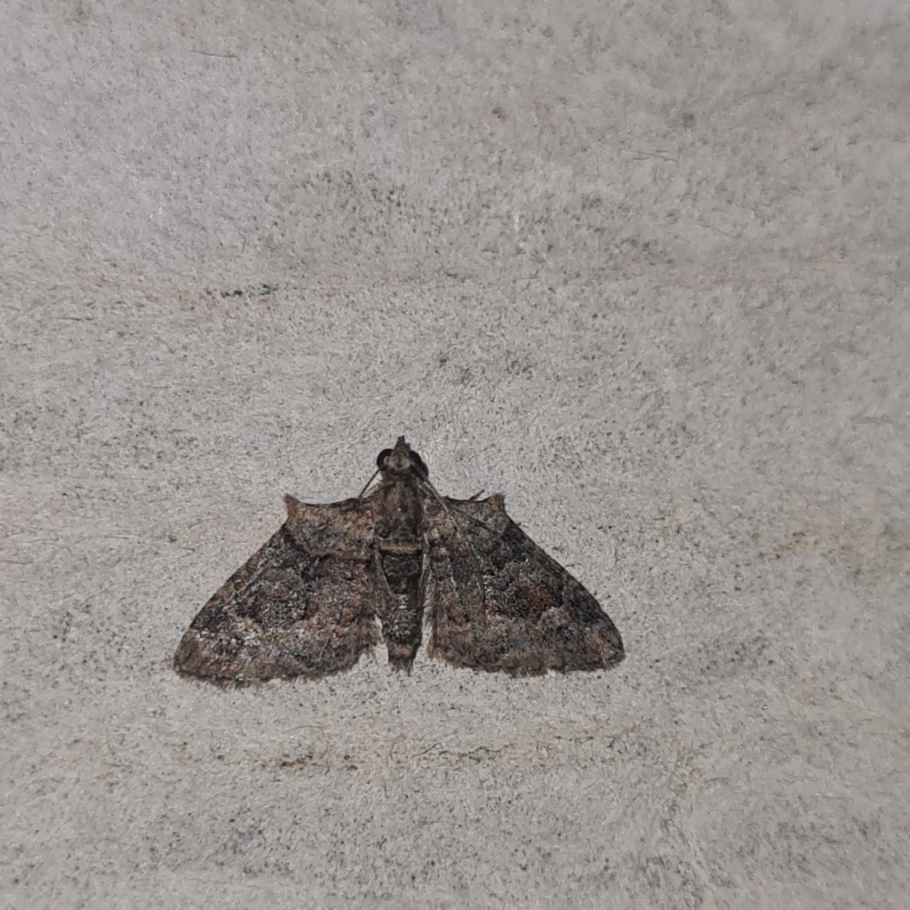 Apple Looper from Ledge Point WA 6043, Australia on January 31, 2025 at ...