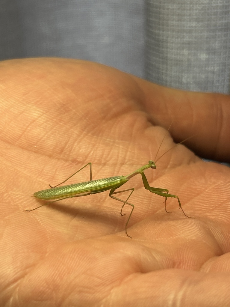 South African Mantis from Makana, Makhanda, Eastern Cape, ZA on ...