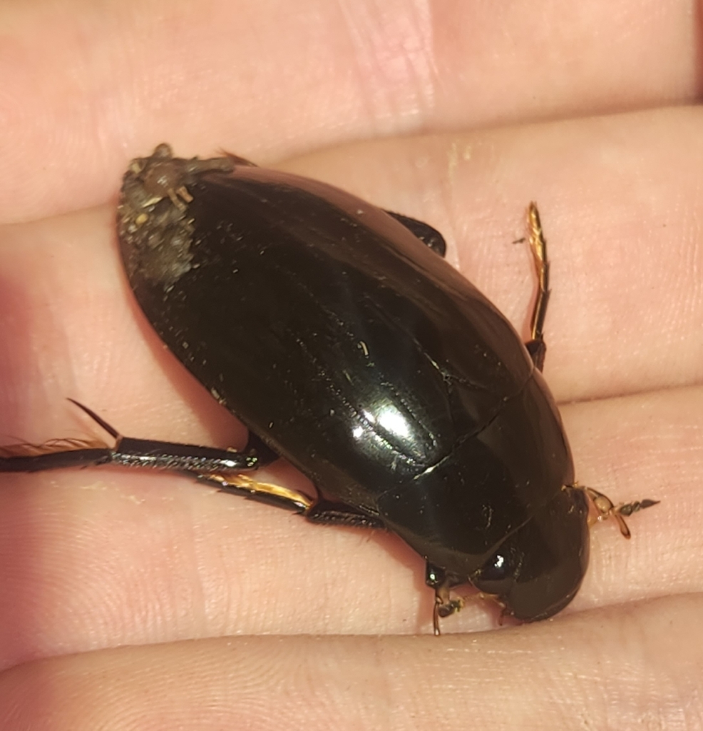 Hydrophilus from Brighton North VIC 3186, Australia on February 1, 2025 ...