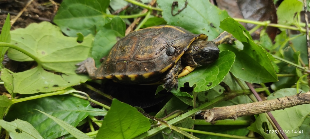 Brown Land Turtle in January 2025 by Juank Espin · iNaturalist