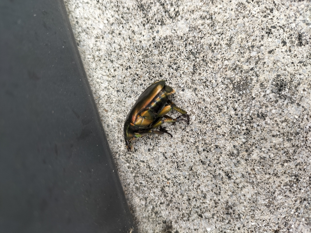 Japanese Drone Beetle from 日本、〒525-0058 滋賀県草津市野路東 on July 14, 2022 at ...