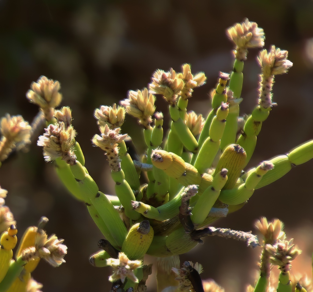 Pencil bush from Erongo, Namibie on June 8, 2024 at 04:59 PM by sylb ...