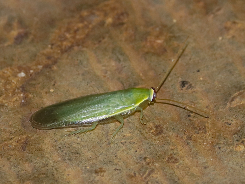 Panchlora from JXRF+HW - Jardim Boa Vista, Caruaru - PE, Brasil on ...