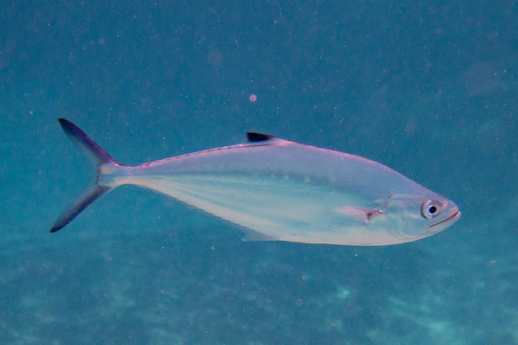Lesser Queenfish from Nkundwini, South Africa on January 19, 2025 at 12 ...