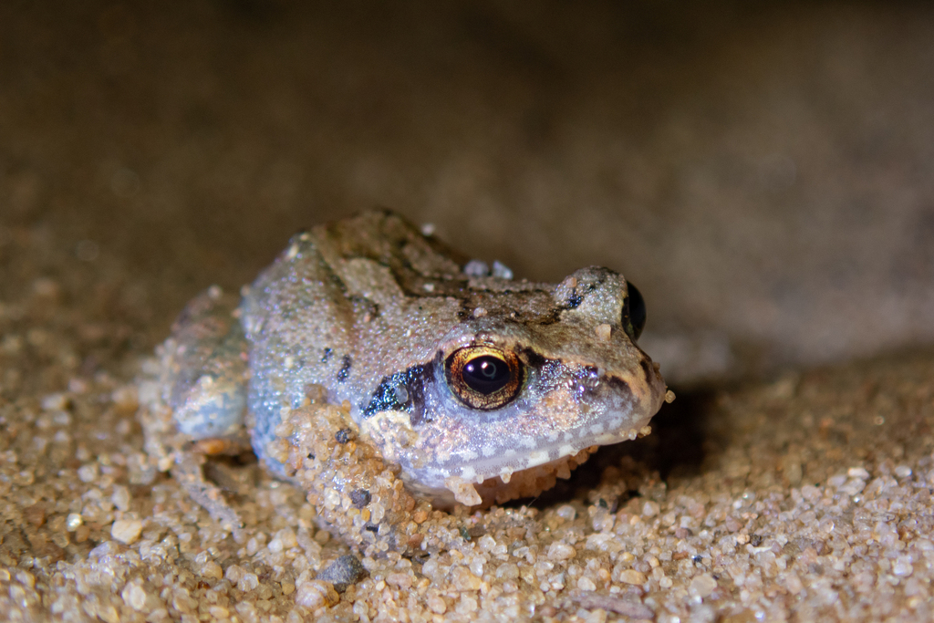 Common Squeaker from Greater St Lucia Wetland Nature Reserve, ZA-NL-UY ...