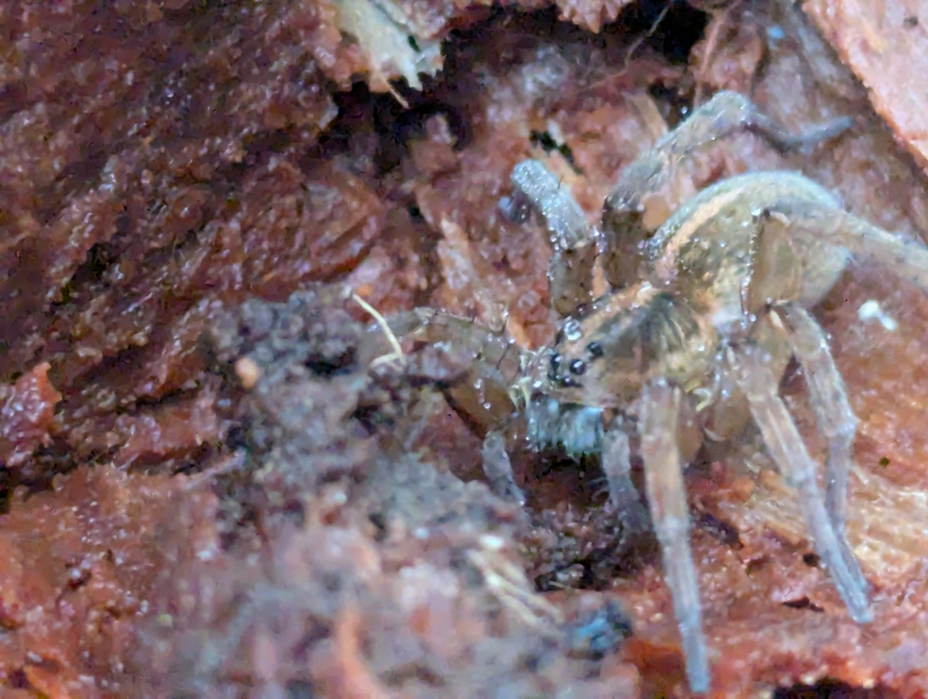Rustic Wolf Spider from Liverton, Newton Abbot TQ12 6HZ, UK on February ...