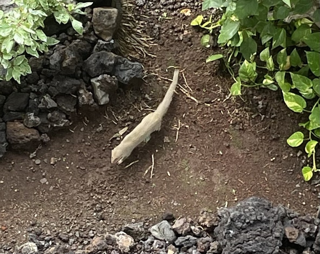 Small Indian Mongoose from Hawaiʻi, Kamuela, HI, US on January 31, 2025 ...