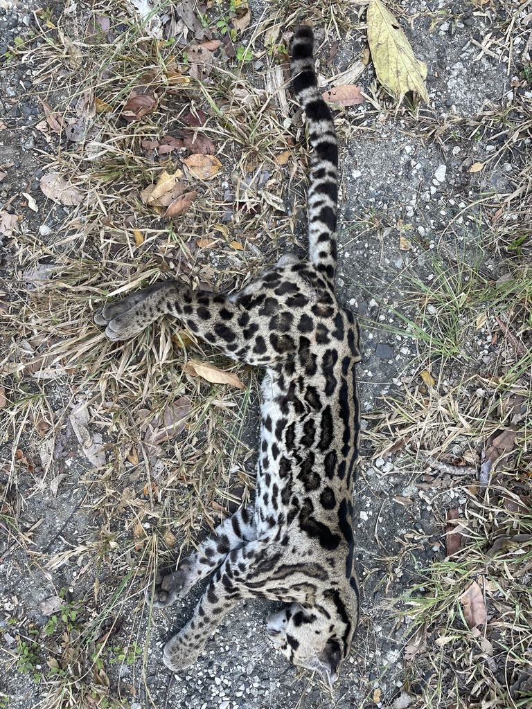 Margay in February 2025 by Silvio Boyat Santander · iNaturalist