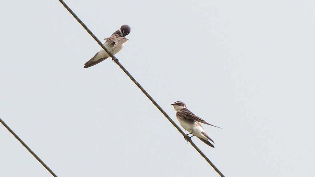 White-rumped Swallow from Gleba Sete, Guapimirim - RJ, 25940-000 ...