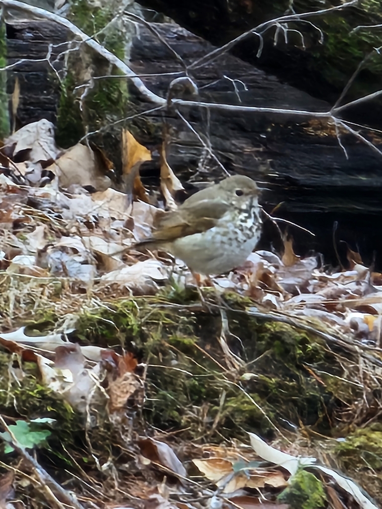 Hermit Thrush from Fannin County, US-GA, US on February 1, 2025 at 04: ...