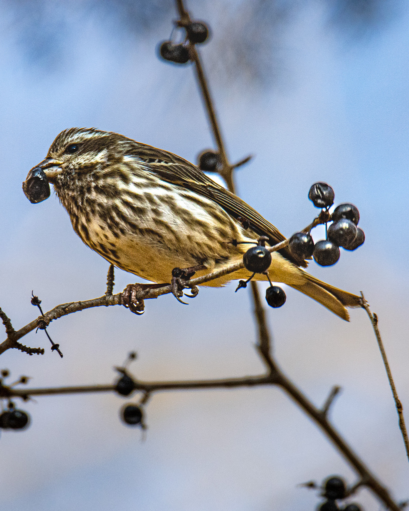 Purple Finch from Pine Point Regional Park, Stillwater, MN, US on ...
