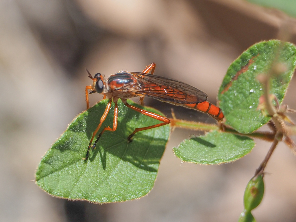 Asiloidea from Carnarvon, AU-QL-BH, AU-QL, AU on April 10, 2023 at 09:18 AM by Gliderbloke ...