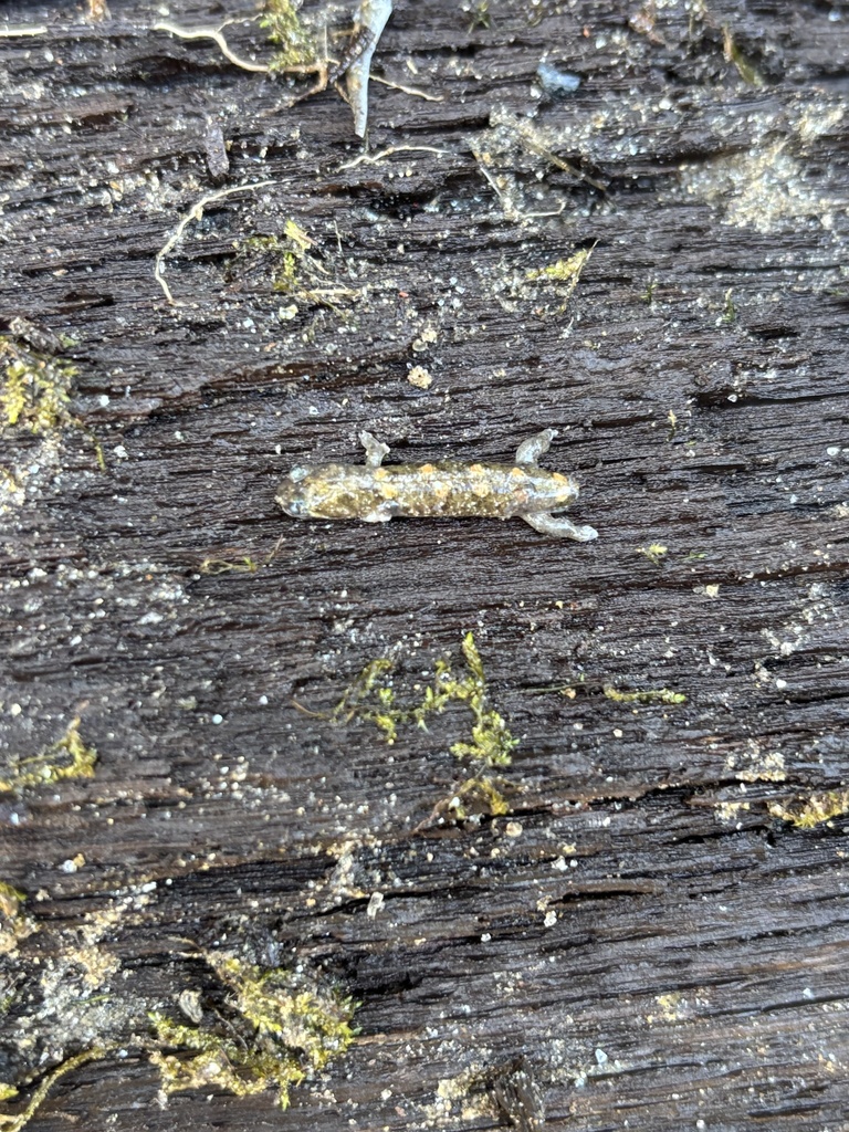 Salamanders from United States on February 1, 2025 at 01:46 PM by Julie ...