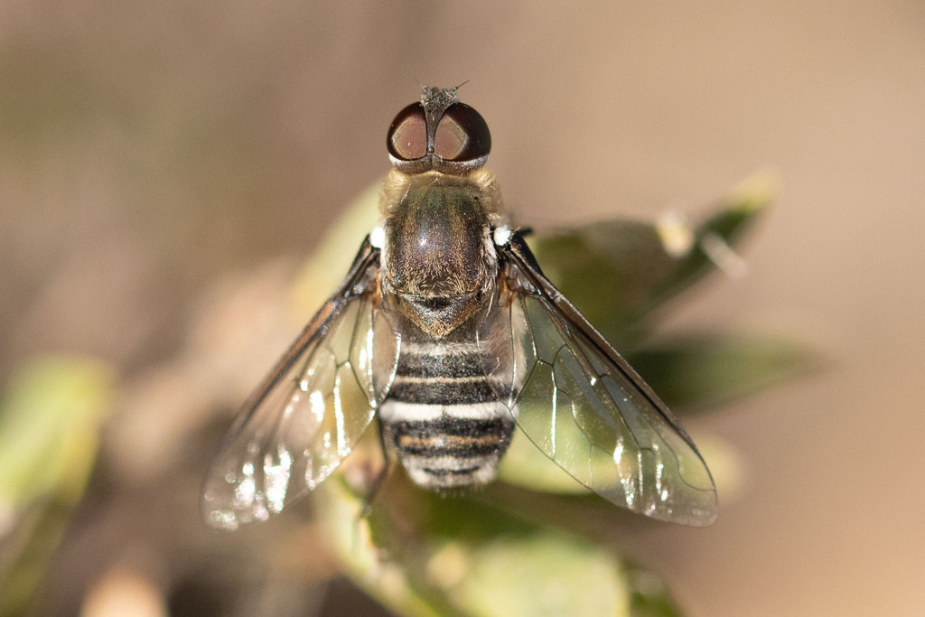 banded bee flies from Melbourne VIC, Australia on February 2, 2025 at ...