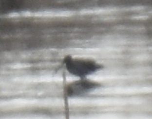 Wilson's Snipe from Dane County, WI, USA on February 1, 2025 at 11:43 ...