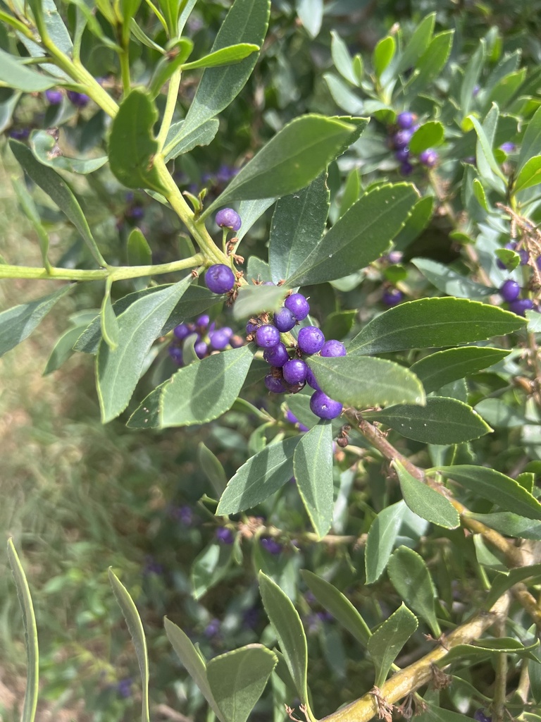 common boobialla from Phillip Island Coastal Reserve, Ventnor, VIC, AU ...