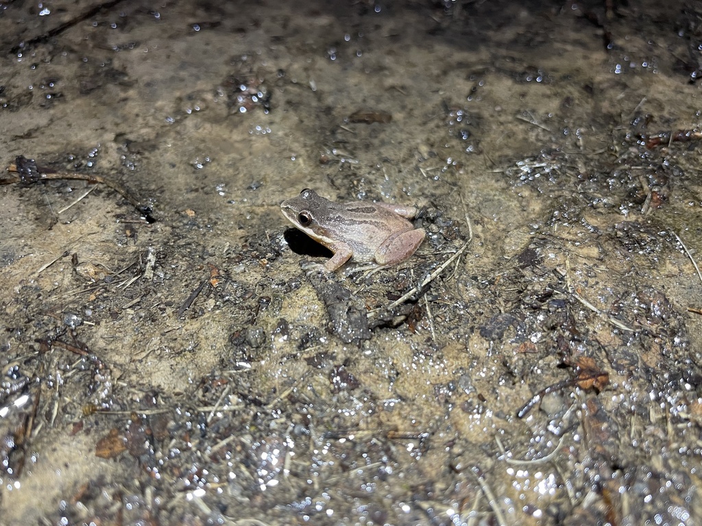 Upland Chorus Frog in February 2025 by Jedda · iNaturalist