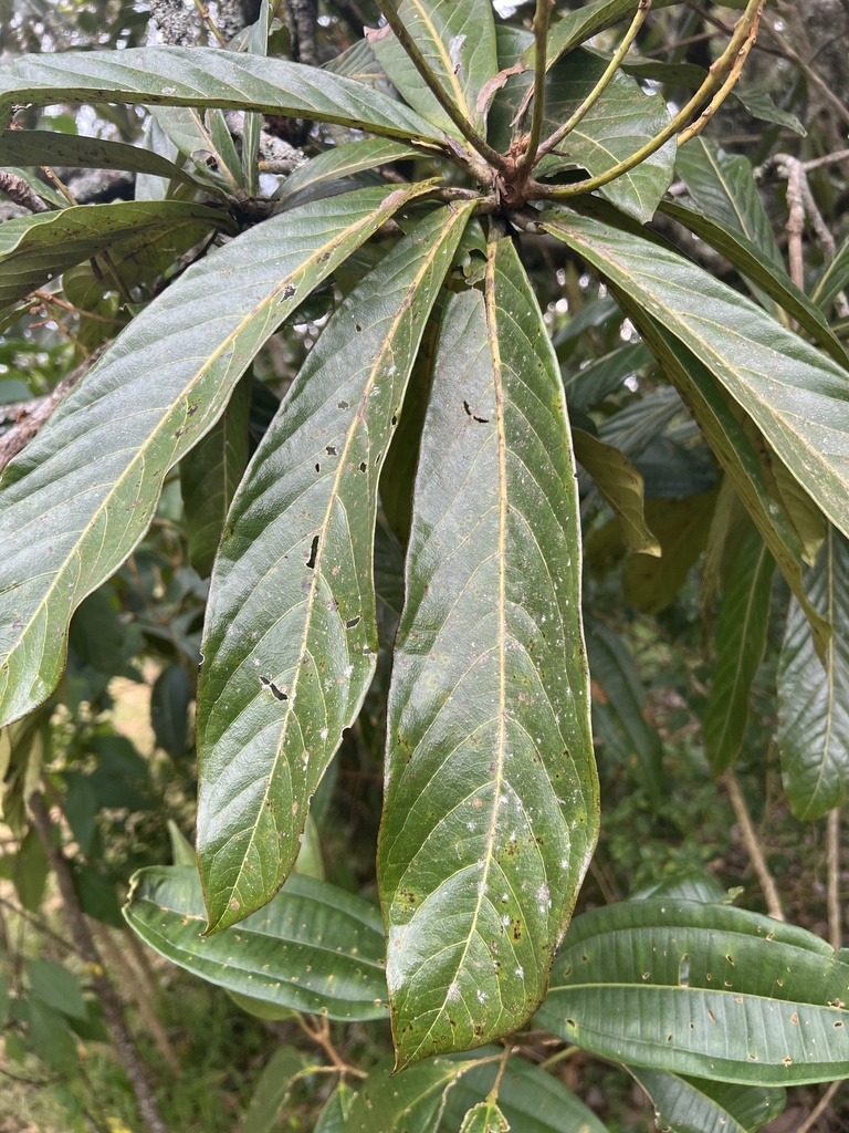Aniba robusta from Java, Albán, Cundinamarca, CO on February 1, 2025 at 02:05 PM by Santiago ...