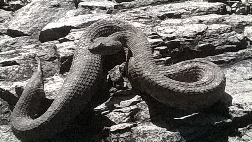 black-tailed horned pitviper from San Juan Bautista Suchitepec, Oax ...