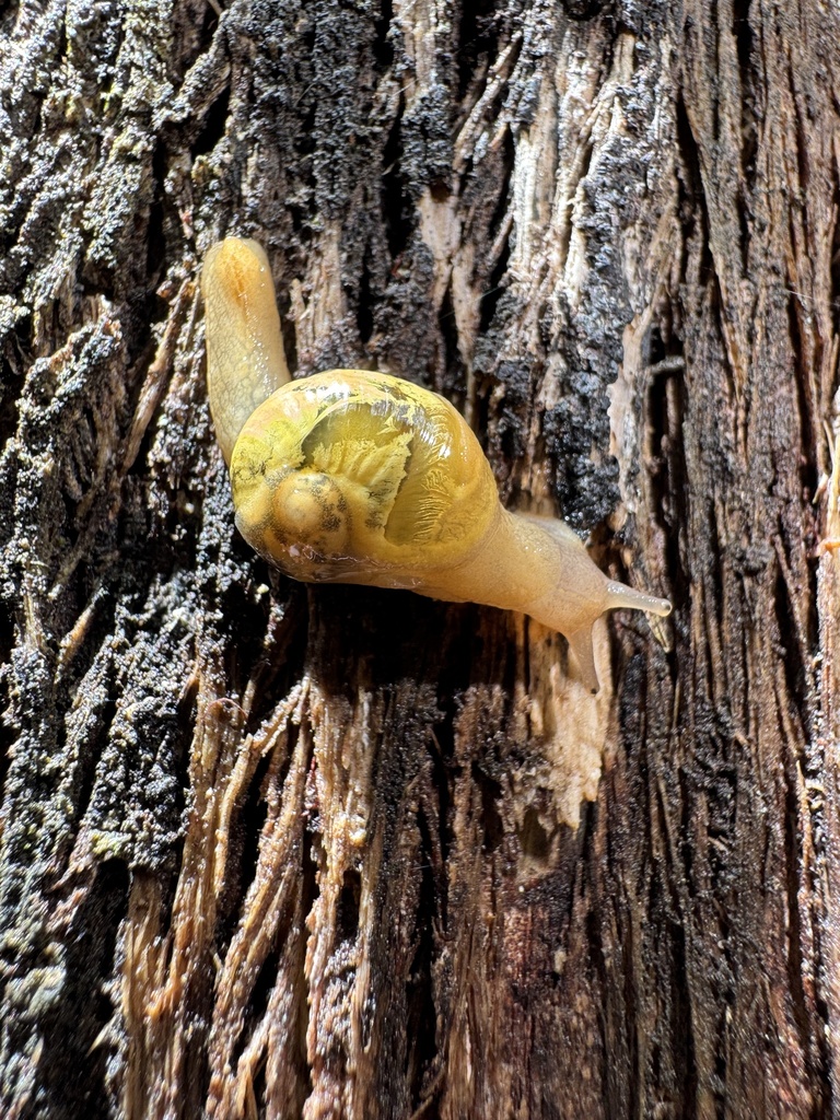 Golden Semi-slug from Blue Mountains National Park, Blue Mountains ...