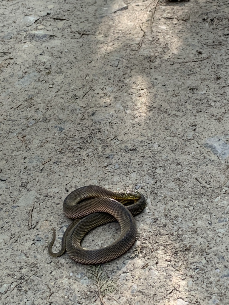Odd-scaled Snakes from 臺灣島, 大同鄉, 宜蘭縣, TW on November 19, 2020 at 08:39 ...