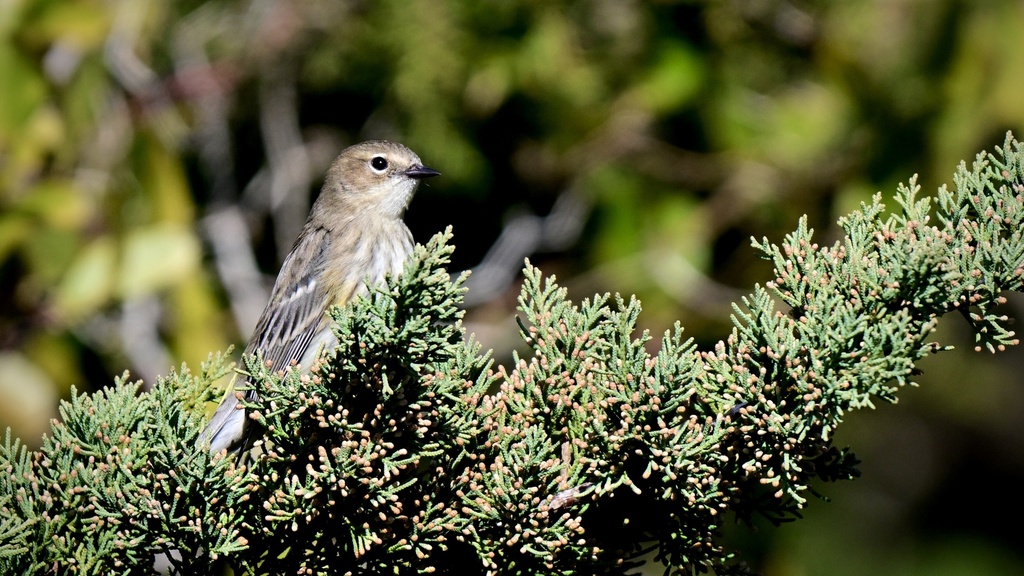 Yellow-rumped Warbler from Radio Island, Morehead City, NC, US on ...