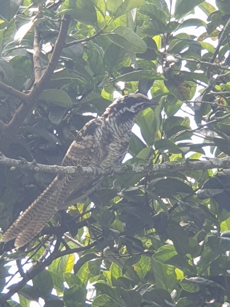 Eastern Australian Koel from Lovel St after Wilson St, Katoomba NSW ...