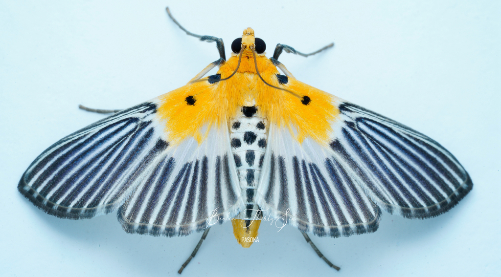 Nevrina procopia from 中国云南省德宏傣族景颇族自治州盈江县 on January 22, 2025 at 04:10 ...