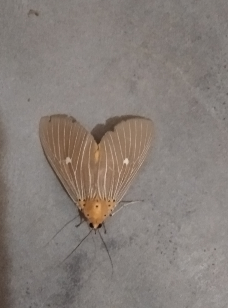 Tropical Tiger Moth from Mannankadu, Tamil Nadu, India on June 23, 2022 ...