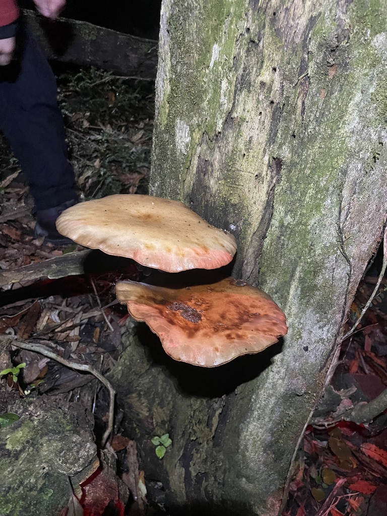 Tawaka from Remutaka Forest Park, Remutaka Forest Park, Wellington, NZ ...