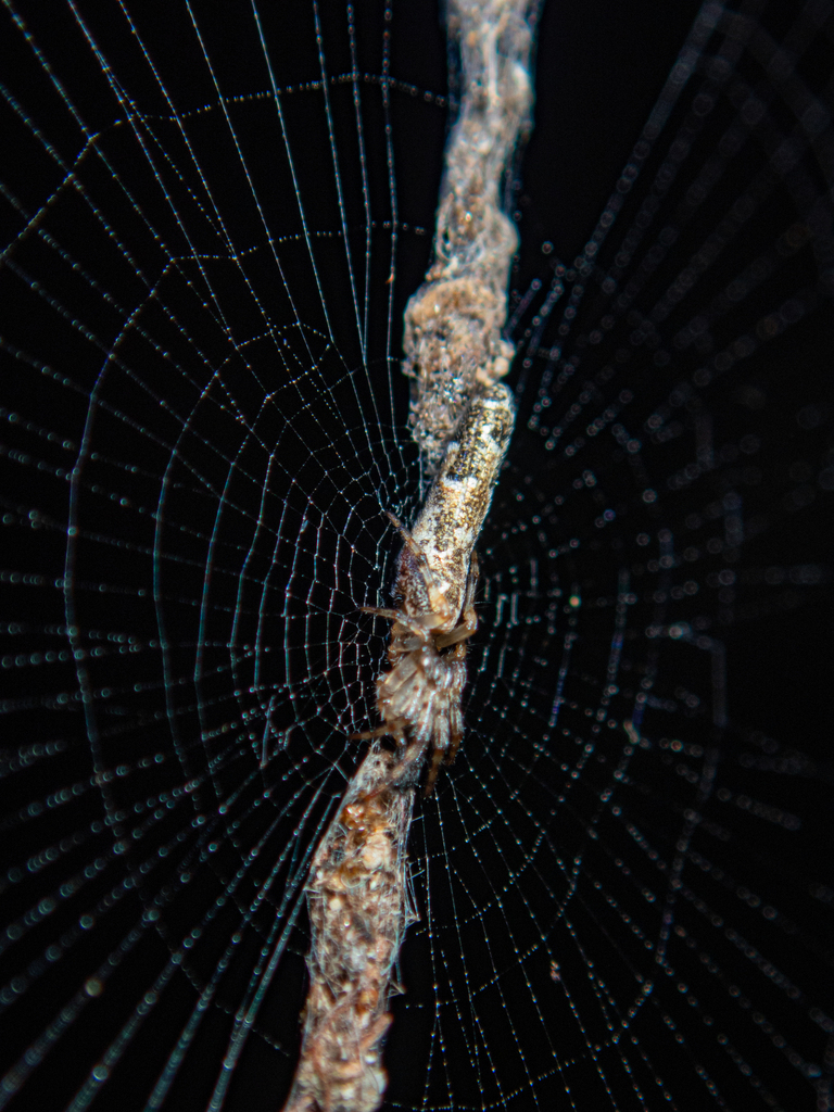 Long-tailed Garbage-line Web Spider from Nkundwini, South Africa on ...