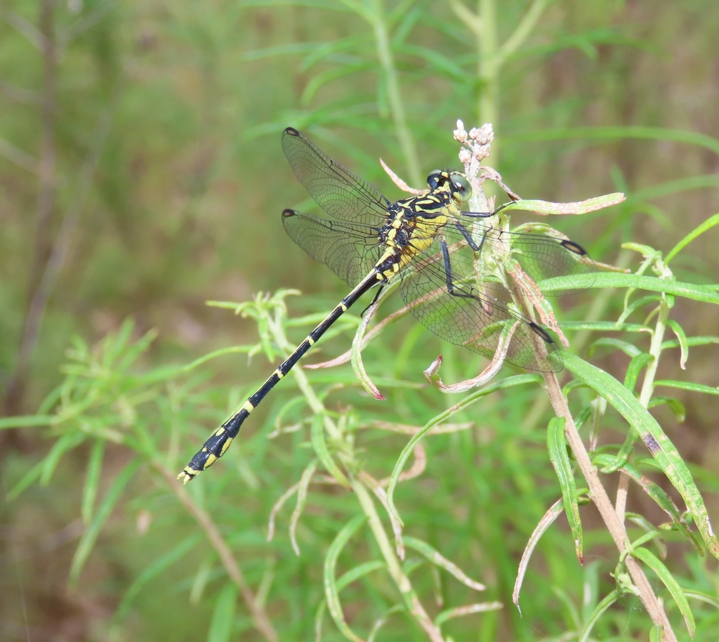 Jade Hunter from Rocky Hall NSW 2550, Australia on January 31, 2025 at ...