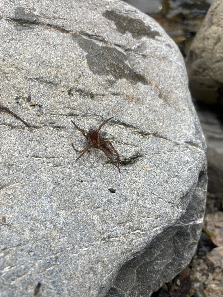 Flattened Bark Spider from Remutaka Forest Park, Remutaka Forest Park ...