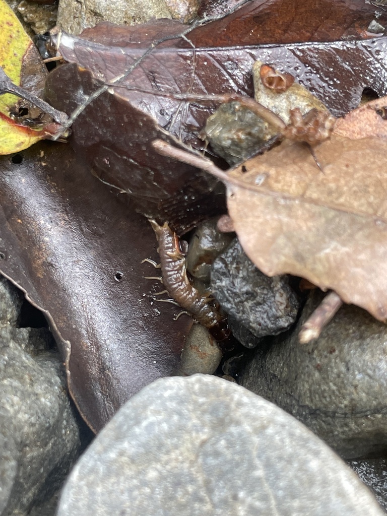 Ring-legged Earwig from Remutaka Forest Park, Remutaka Forest Park ...