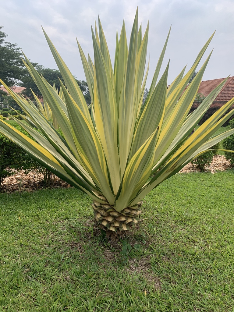 American century plant from Gasabo, RW-KV, RW on February 2, 2025 at 10 ...