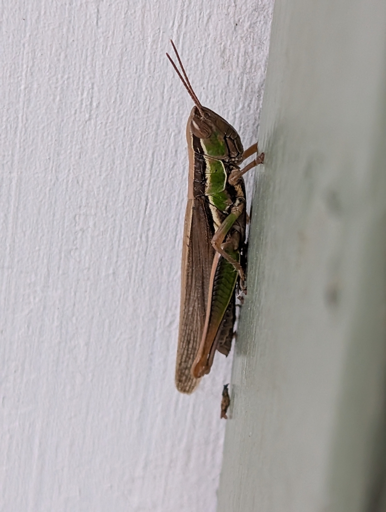 Garden Bermius from Armidale NSW 2350, Australia on February 1, 2025 at ...
