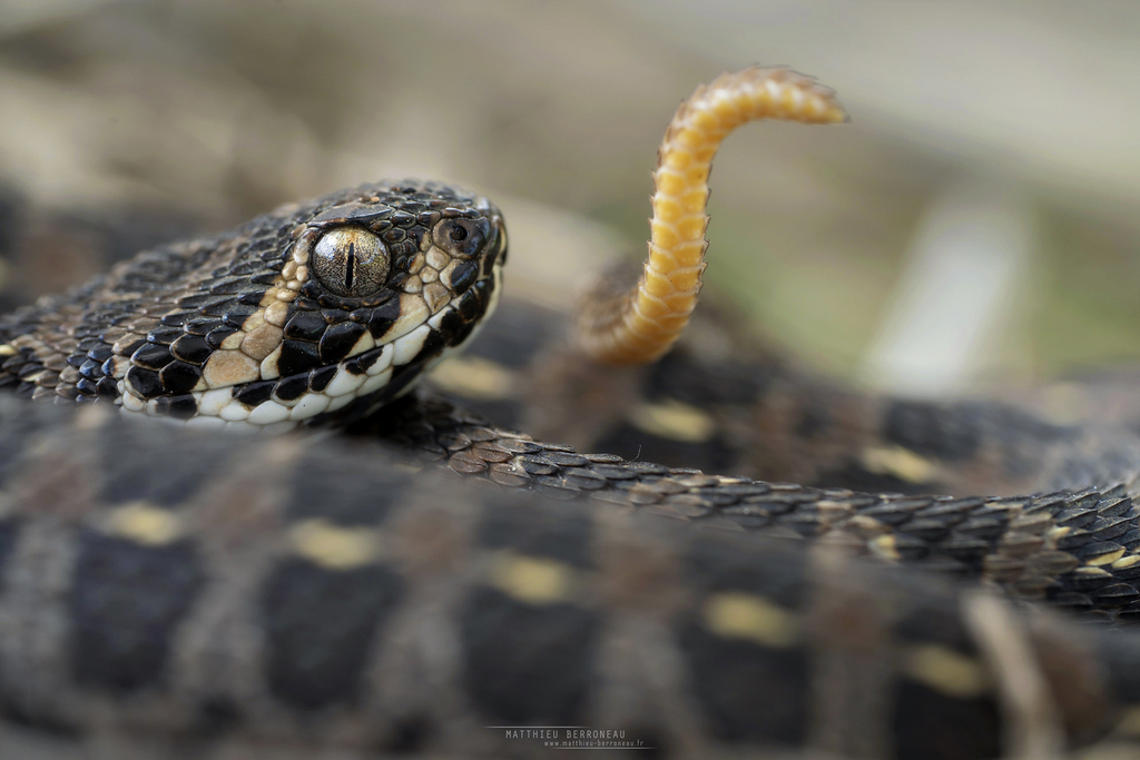 Lowland Swamp Viper in January 2025 by Matthieu Berroneau. Two adults ...