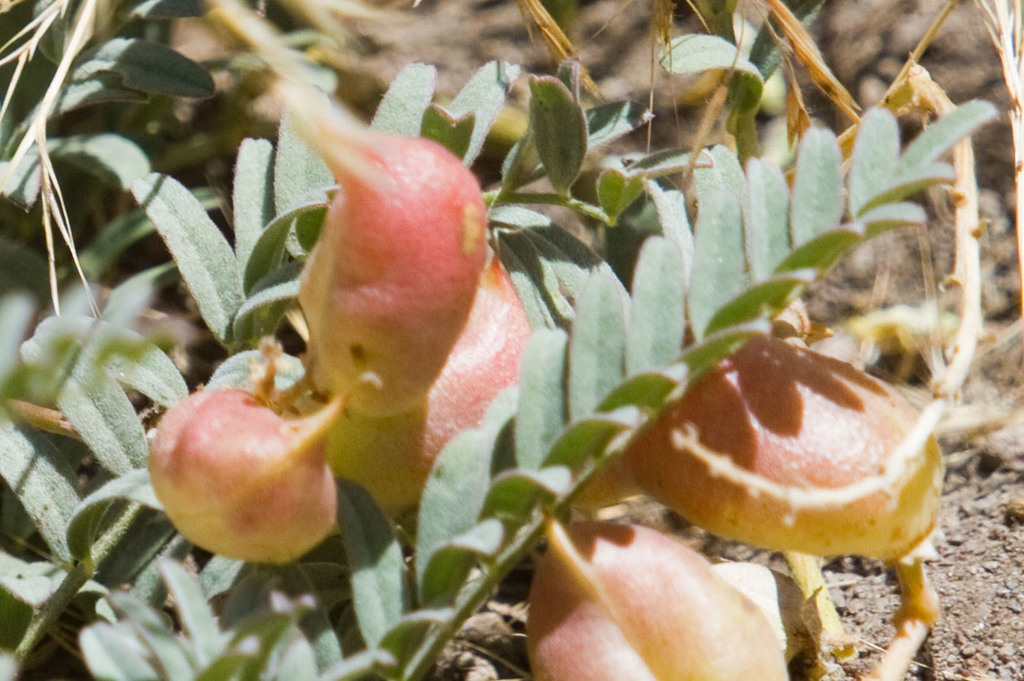 Douglas' milkvetch from Palomar Mtn SP--Doane Pond on August 7, 2013 at ...