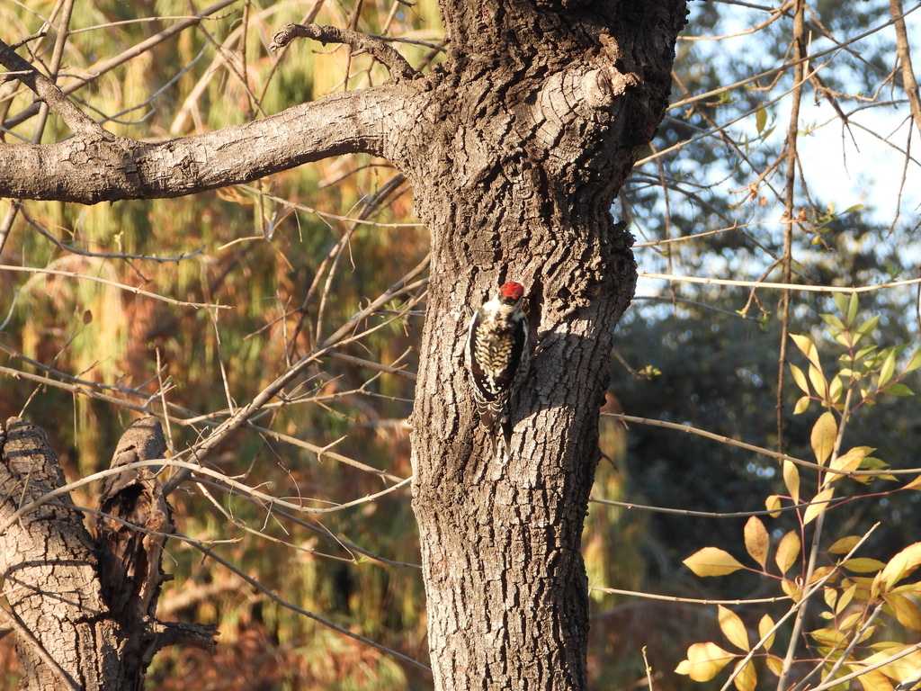 Carpintero Moteado desde Valle de Las Palmas I, Cdad. Apodaca, N.L ...