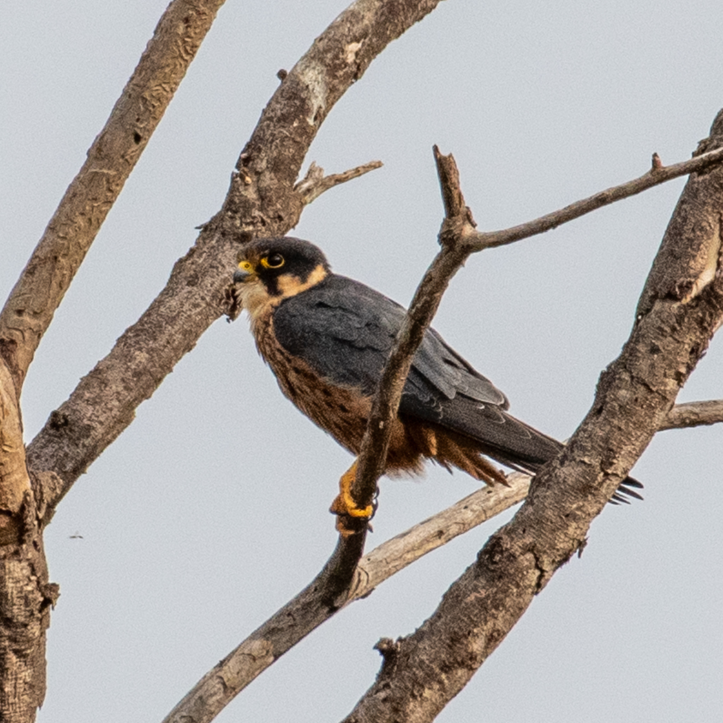 African Hobby from Loitokitok, Kenya on January 26, 2025 at 04:58 PM by ...