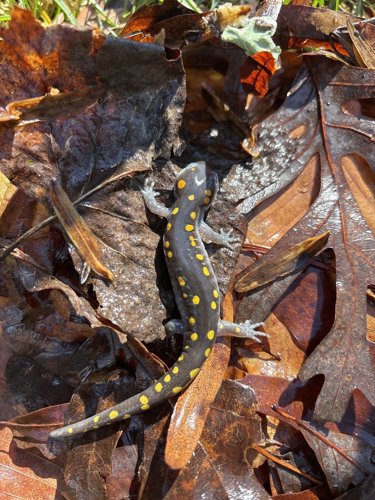 Spotted Salamander from Paul Rose Ln, Weddington, NC, US on February 2 ...