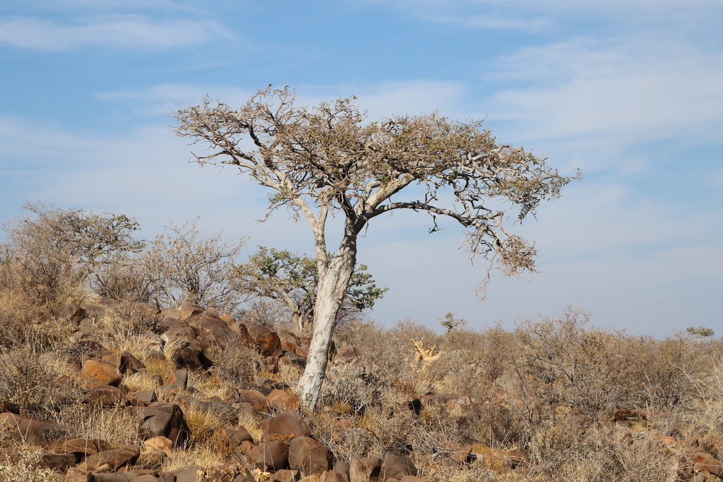 Shepherds tree from Kunene, Namibie on June 12, 2024 at 04:13 PM by ...